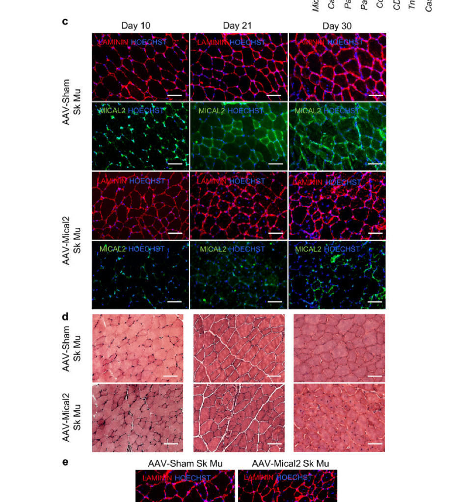 Home - Generate your muscle